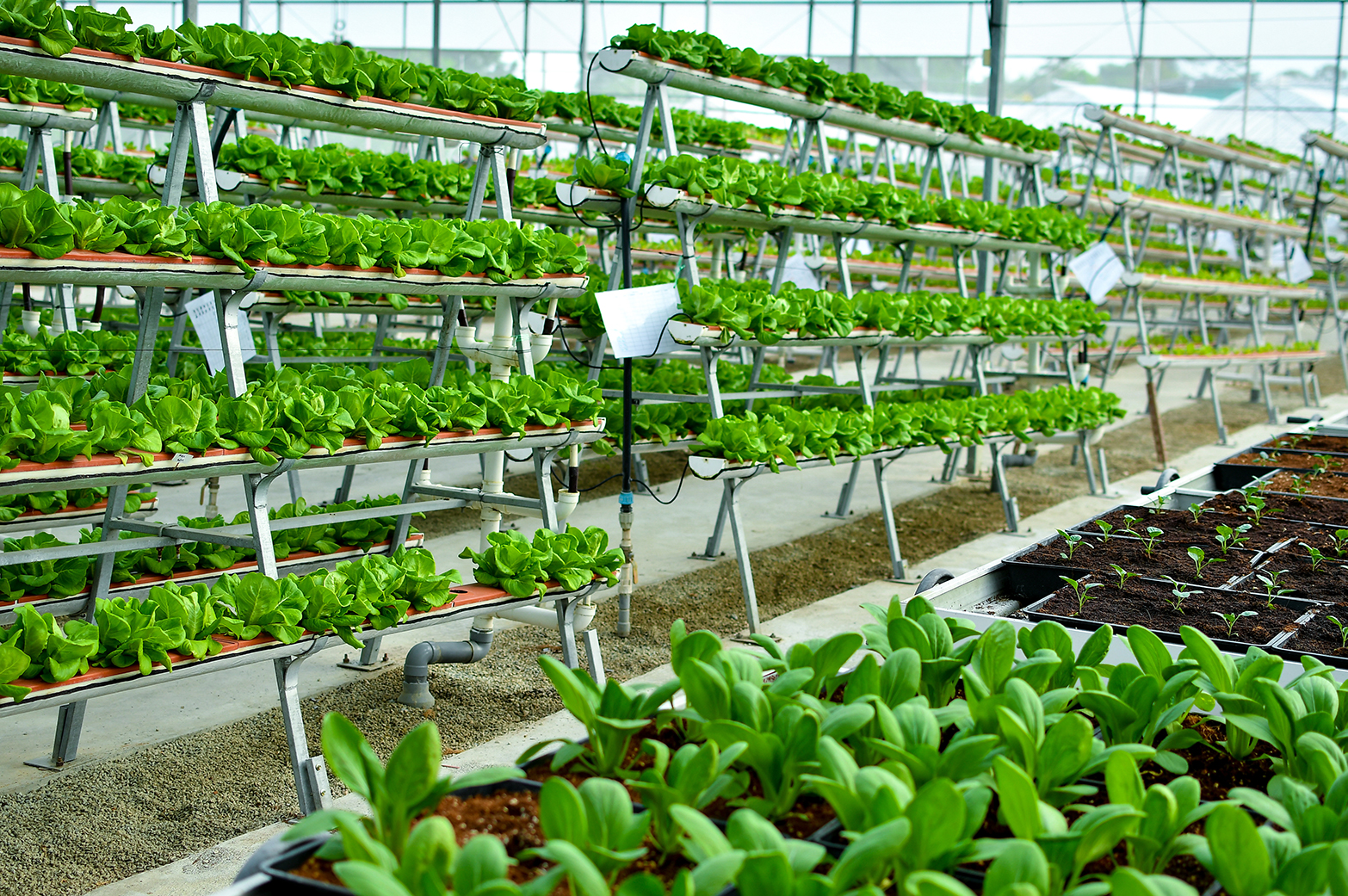 Vertical Farming Facility - ARCO/Murray
